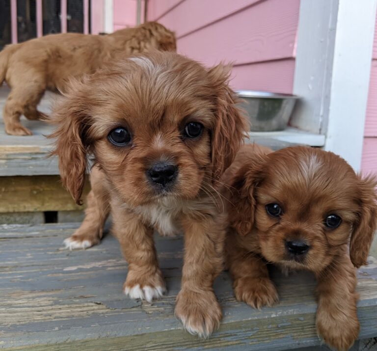 King Charles Cavalier & Cavapoo Spaniels – of Alexandria