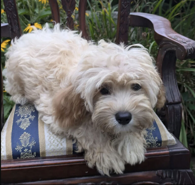 King Charles Cavalier & Cavapoo Spaniels – of Alexandria