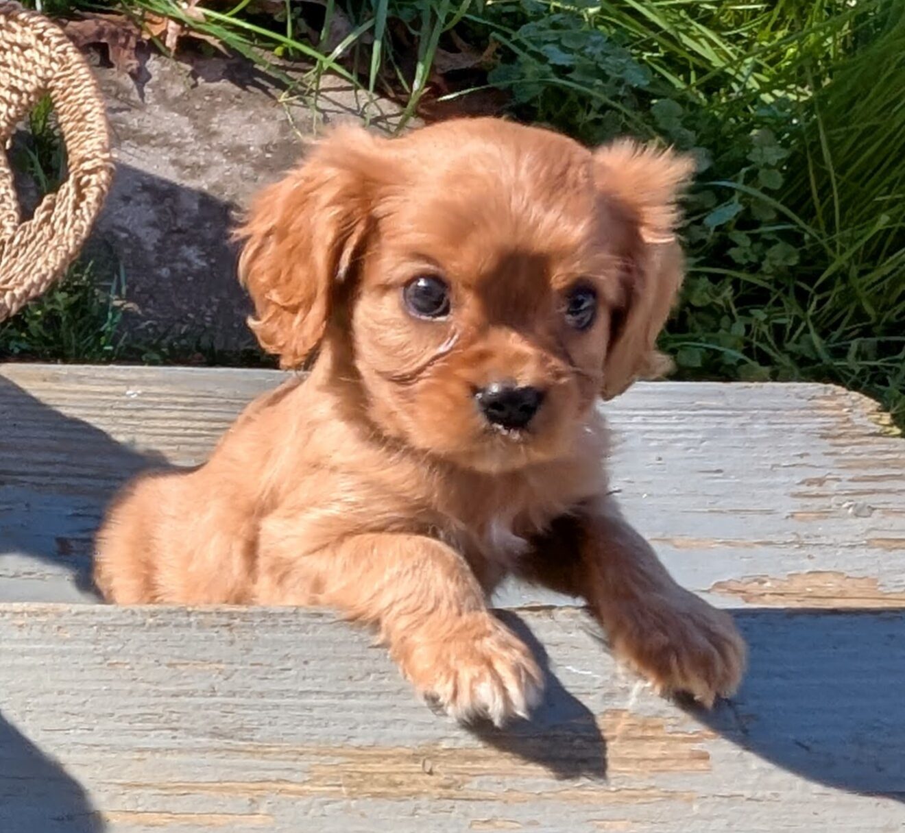 The Puppies First Adventure! – King Charles Cavalier & Cavapoo Spaniels