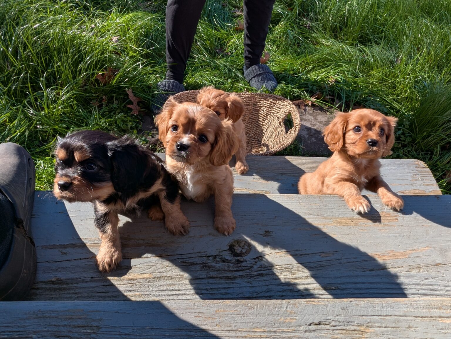 Puppies Update – King Charles Cavalier & Cavapoo Spaniels