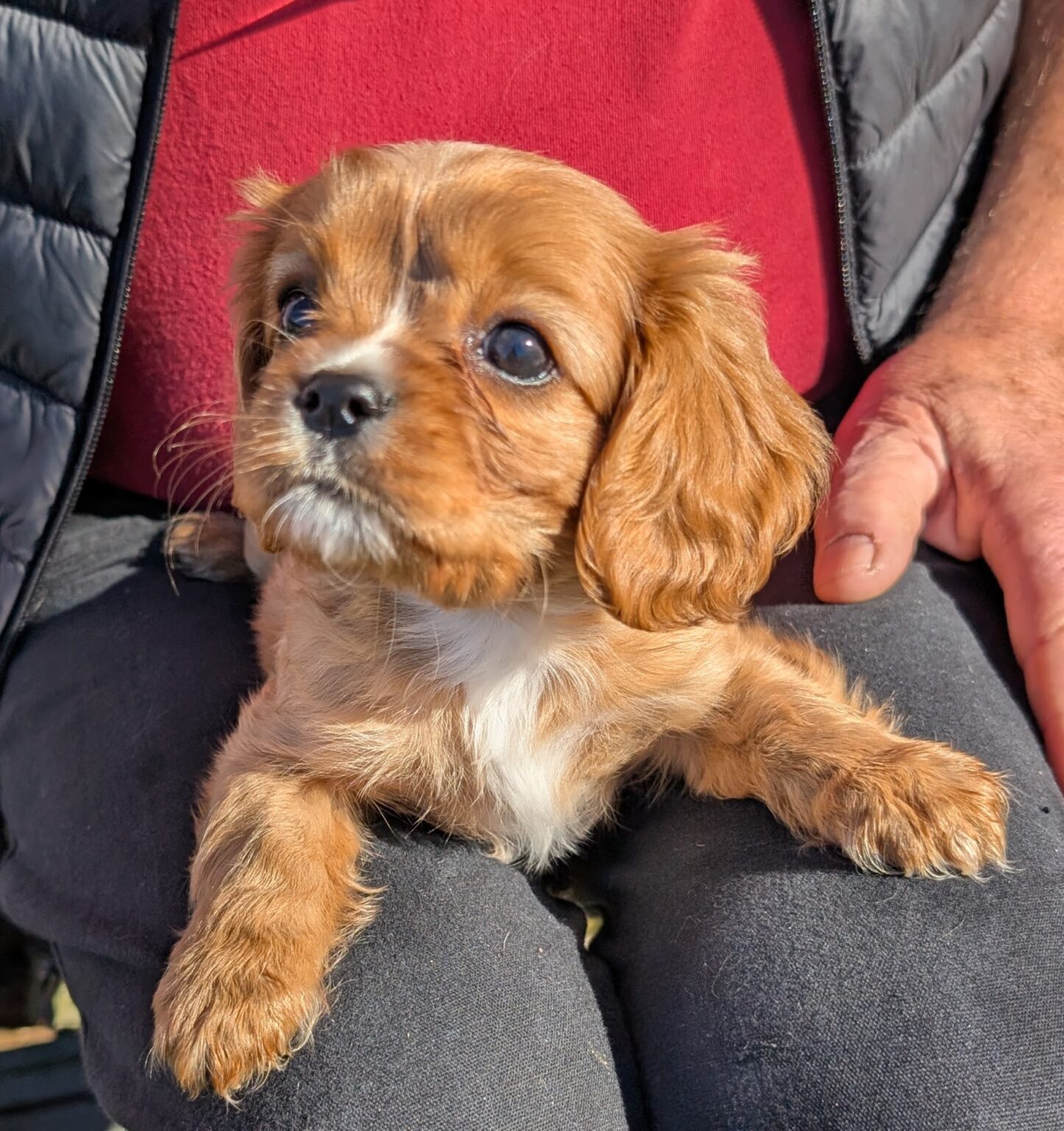 The Puppies First Adventure! – King Charles Cavalier & Cavapoo Spaniels